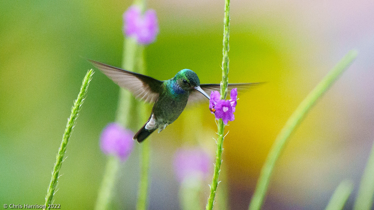 Polyerata decora Salvin, 1891