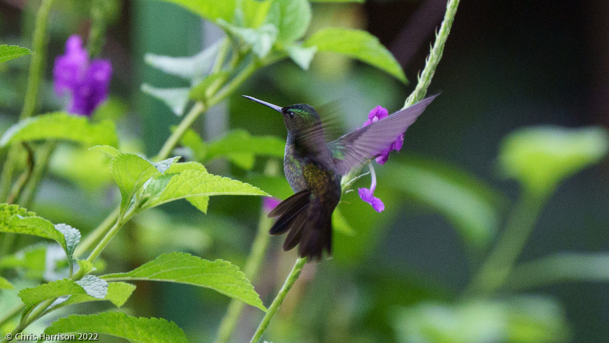 Polyerata decora Salvin, 1891