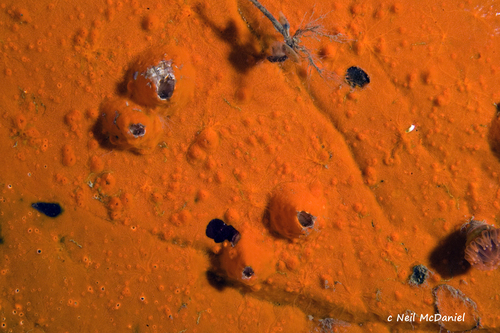 Clathria aquaradiata · iNaturalist