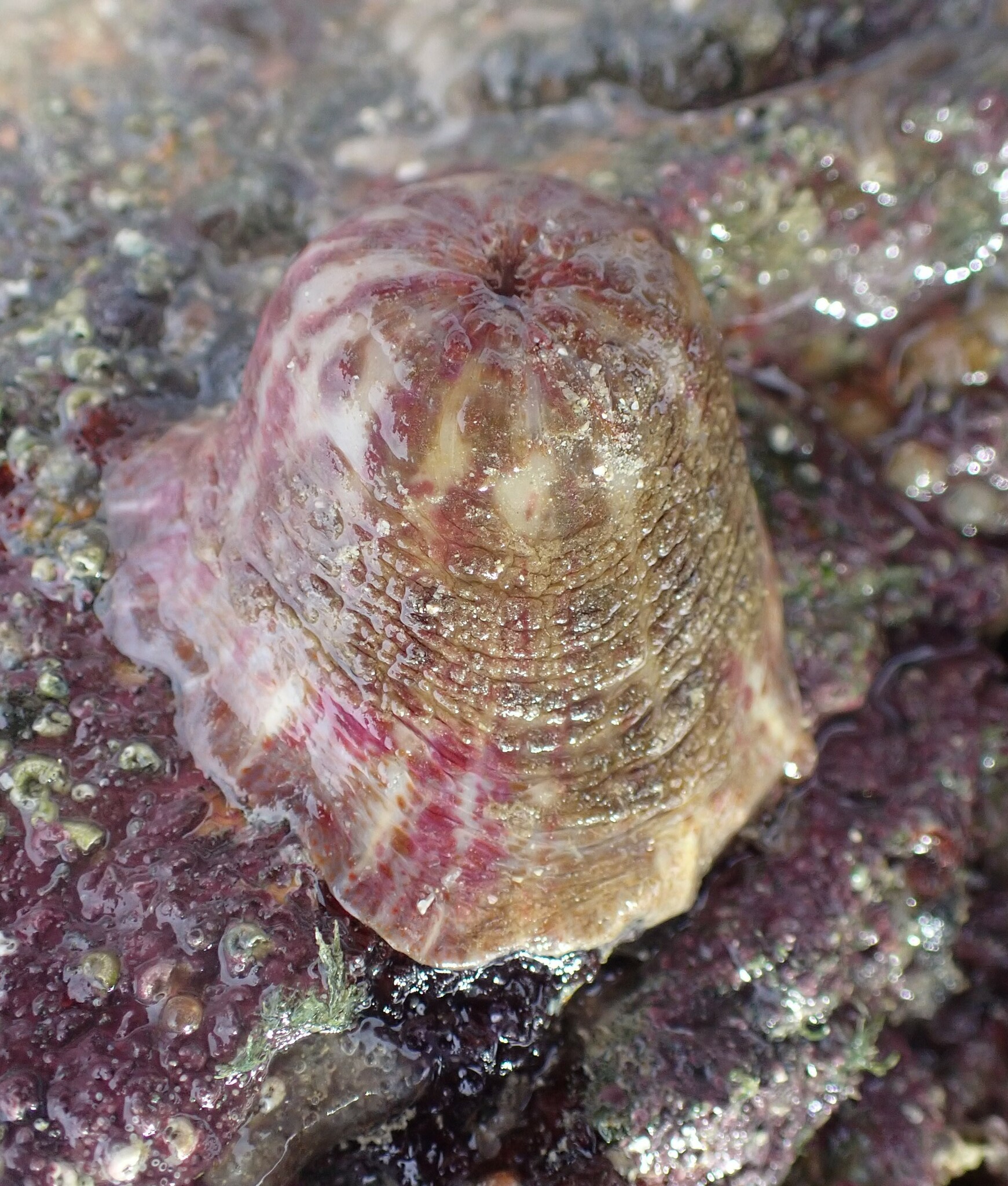 Calliactis parasitica (Couch, 1842)