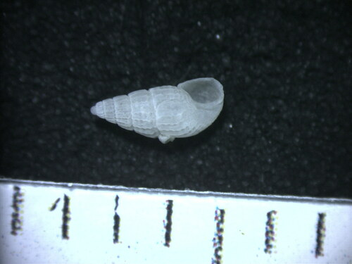 Boonea jadisi · iNaturalist