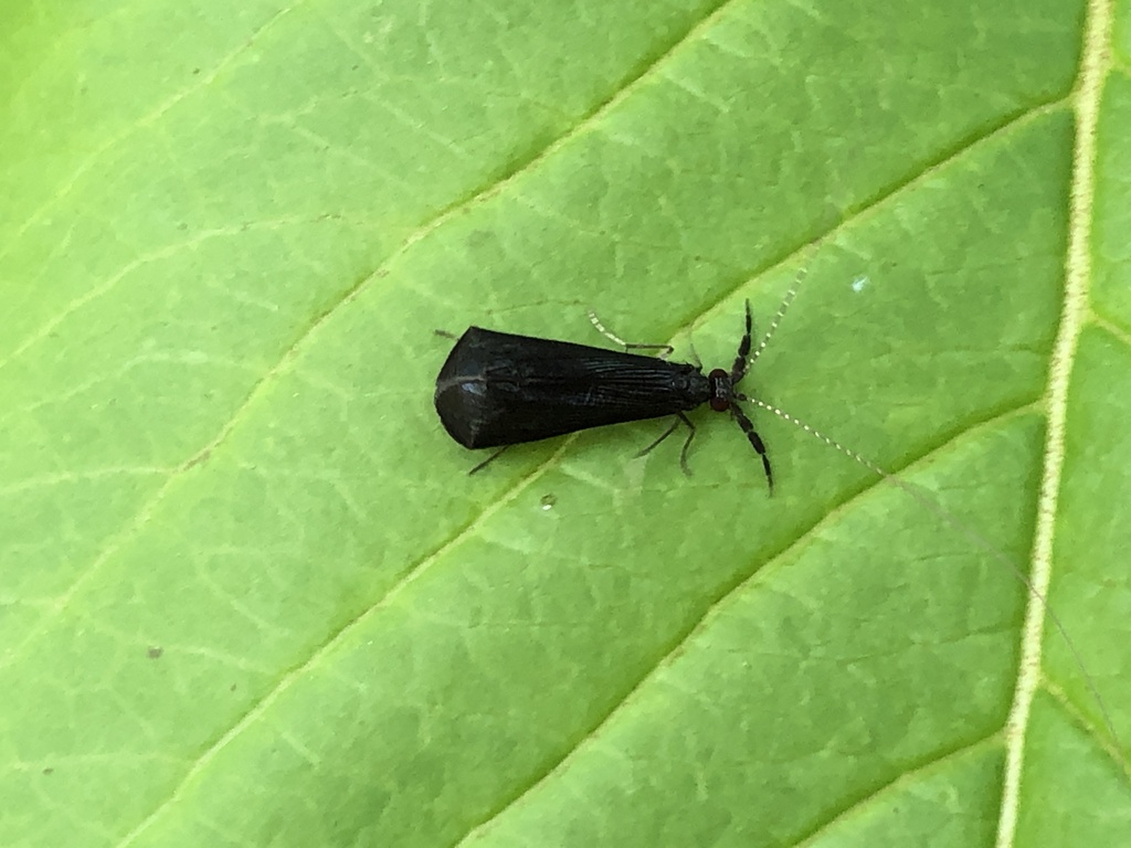 Black Dancer Caddisfly from Siebenthaler Wetlands #1, Xenia, OH, US on ...