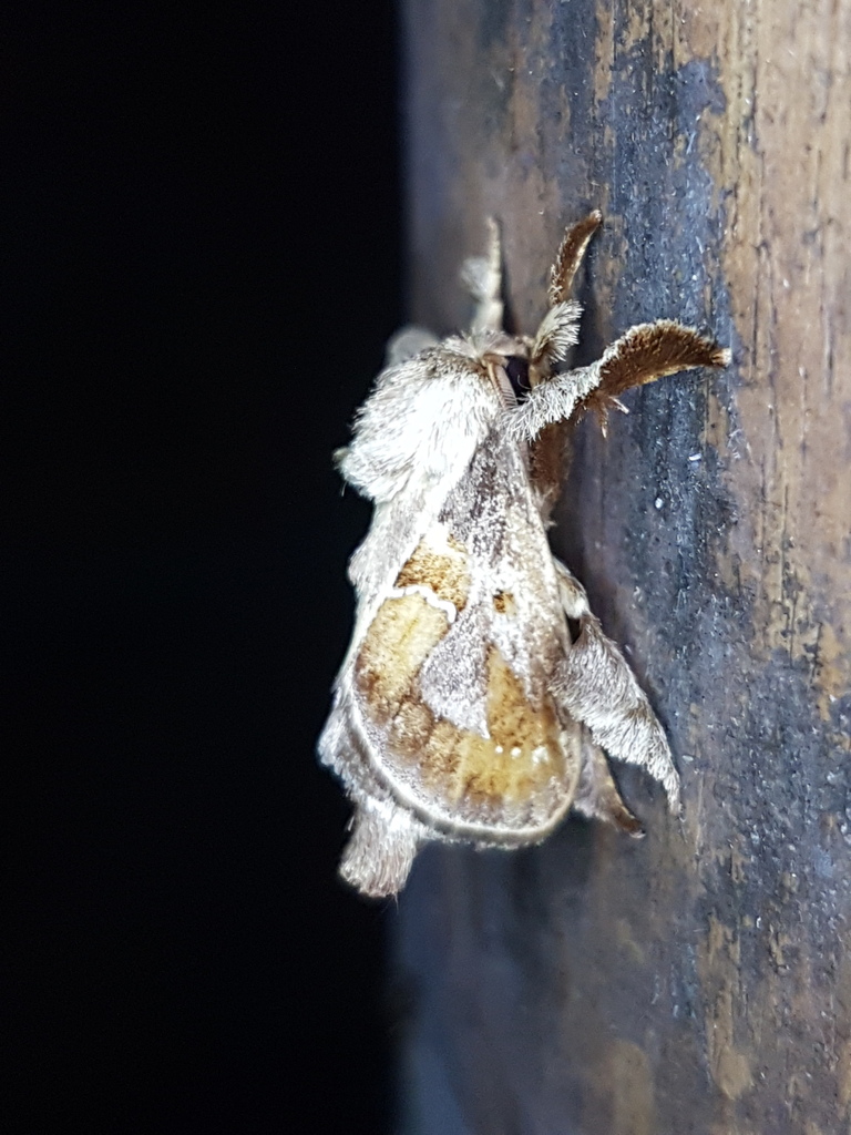 Euclea distrahens from El Carmen de Atrato, Chocó, Colombia on January ...