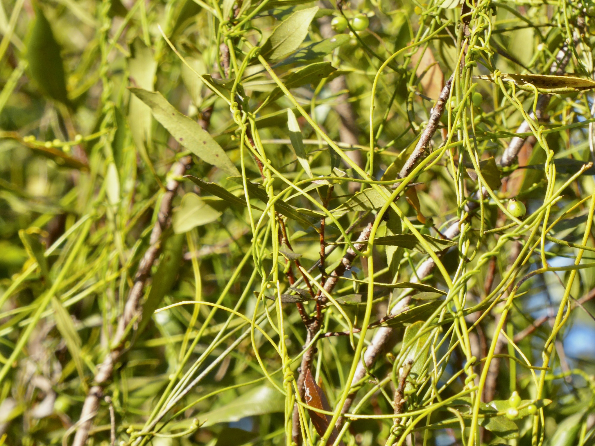Cassytha filiformis L.