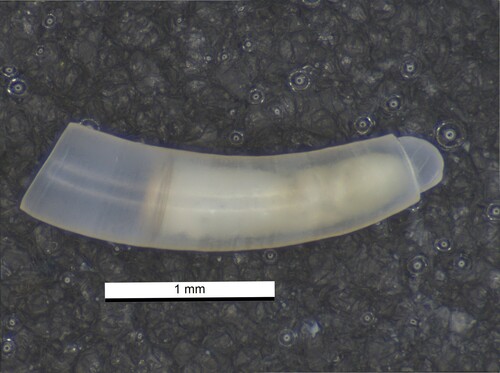 Caecum someri · iNaturalist