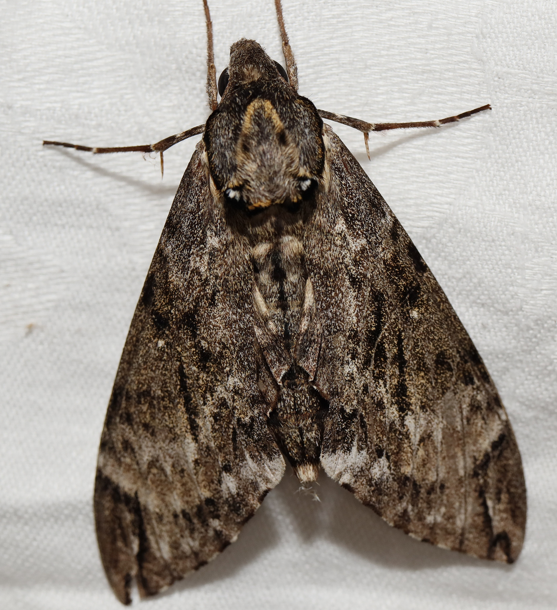 Psilogramma menephron Cramer, 1780