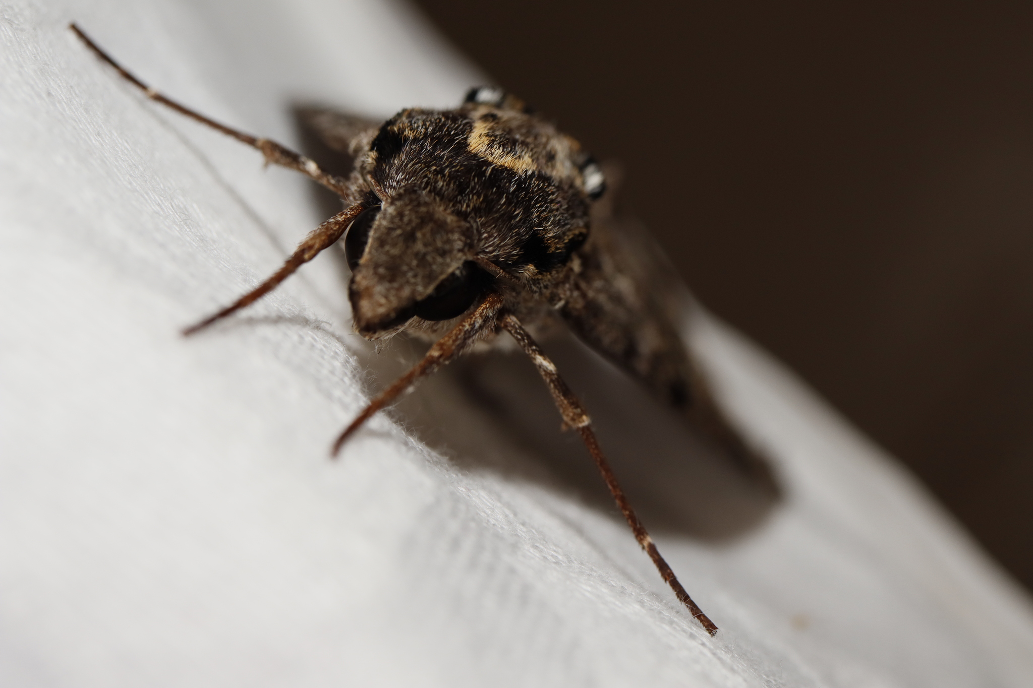 Psilogramma menephron Cramer, 1780