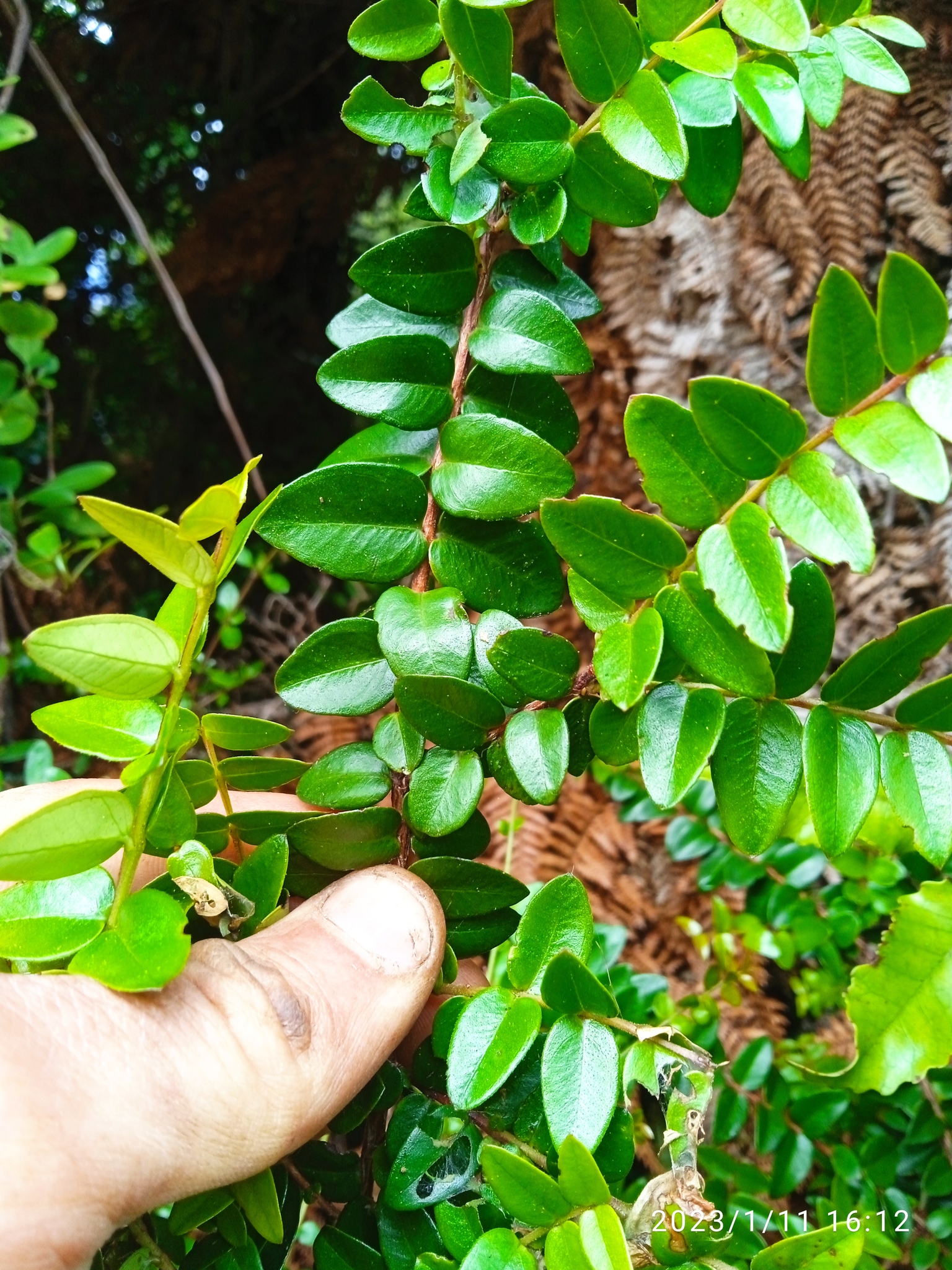 Metrosideros diffusa (G.Forst.) Sm.