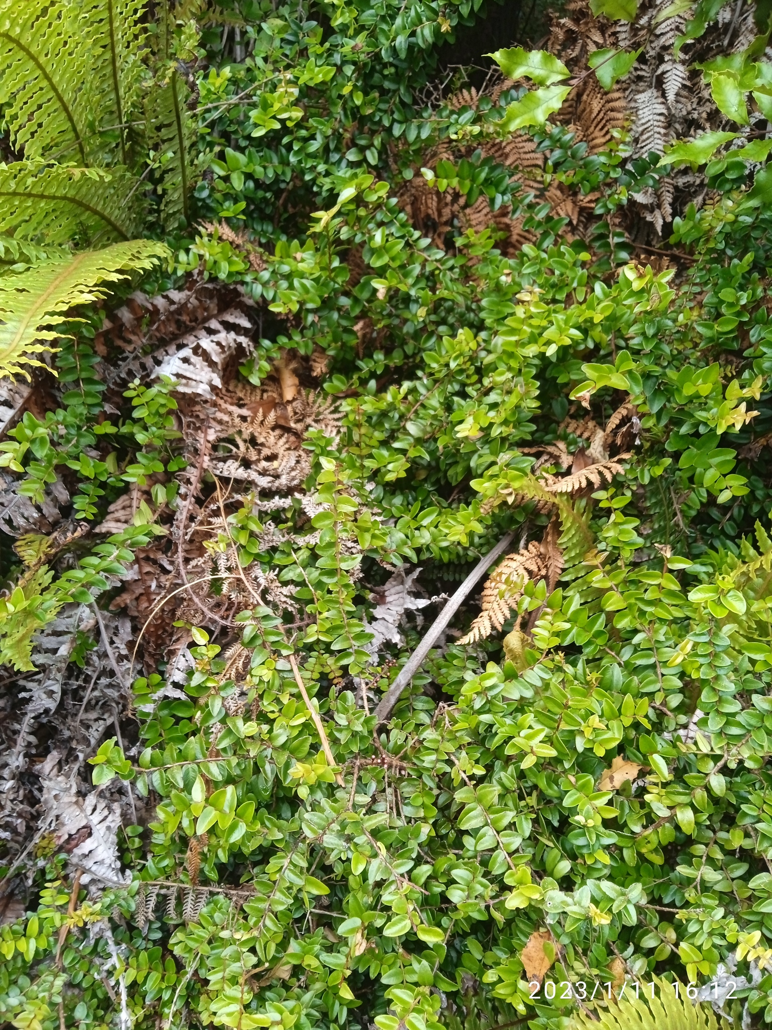 Metrosideros diffusa (G.Forst.) Sm.