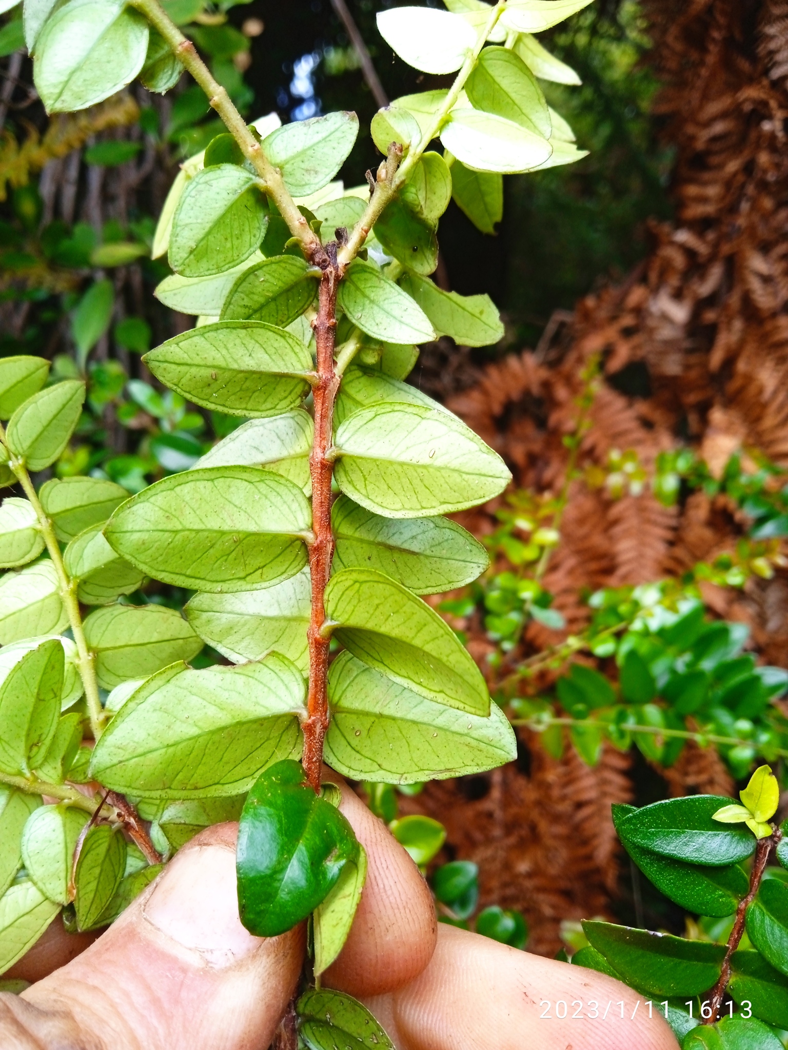 Metrosideros diffusa (G.Forst.) Sm.