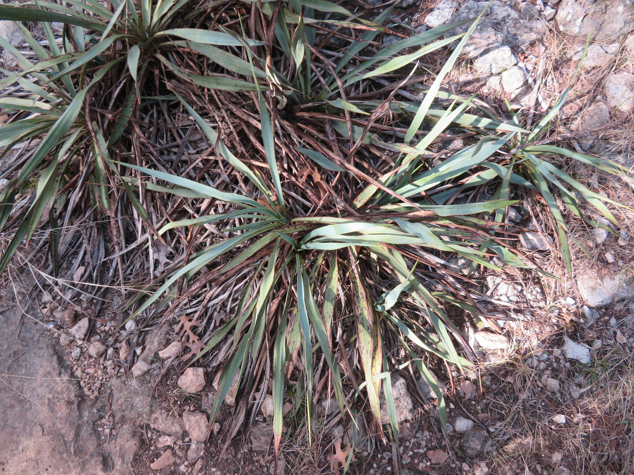 Yucca rupicola Scheele