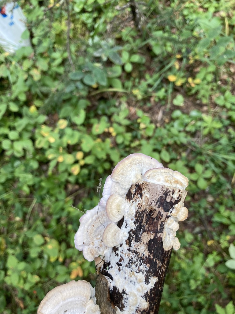 Trichaptum subchartaceum from Foothills County, AB, Canada on September ...