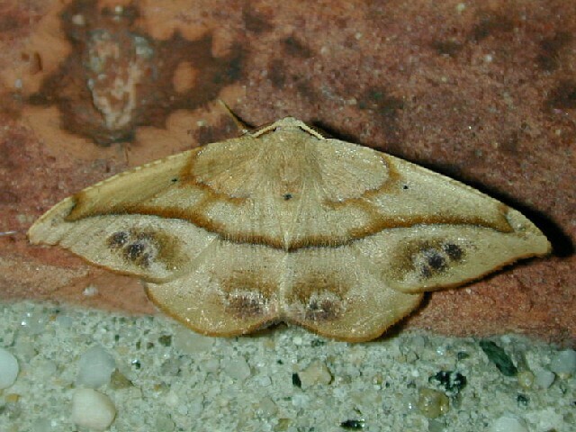 Juniper Geometer Moth from Floyd Bennet Field, Brooklyn, NY, USA on ...