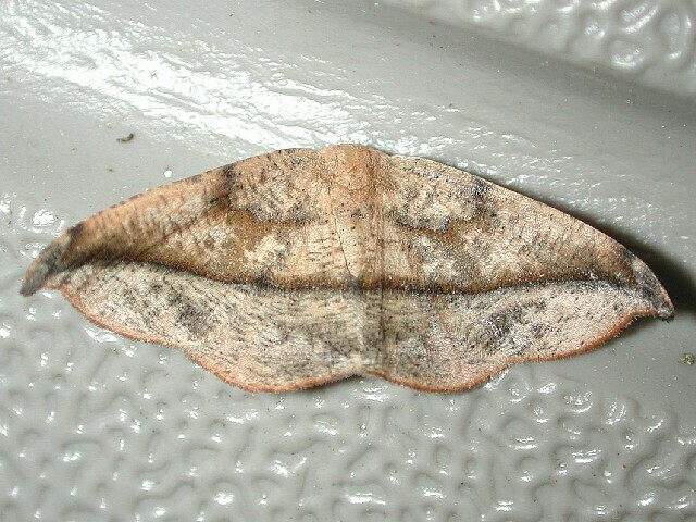 Juniper Geometer Moth from Ward Pound Ridge, Westchester County, NY ...