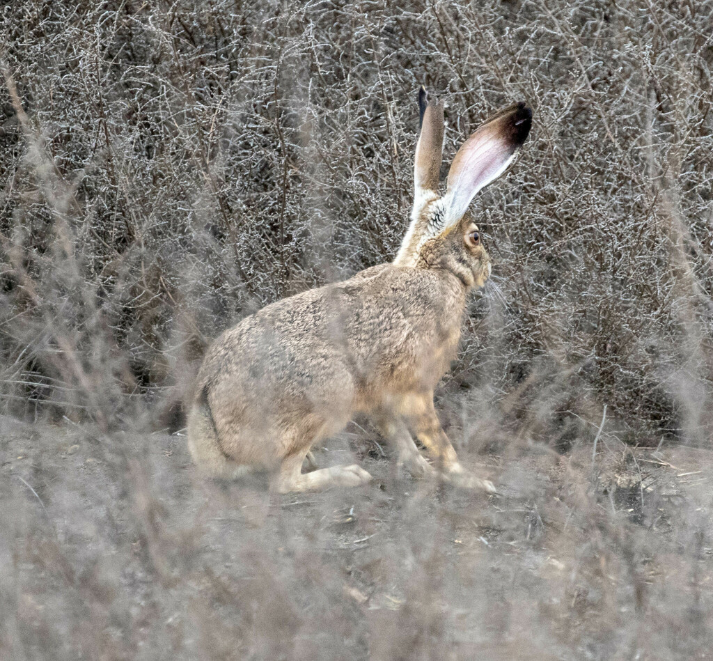 Black-tailed Jackrabbit from Jersey Island, CA, USA on January 7, 2023 ...