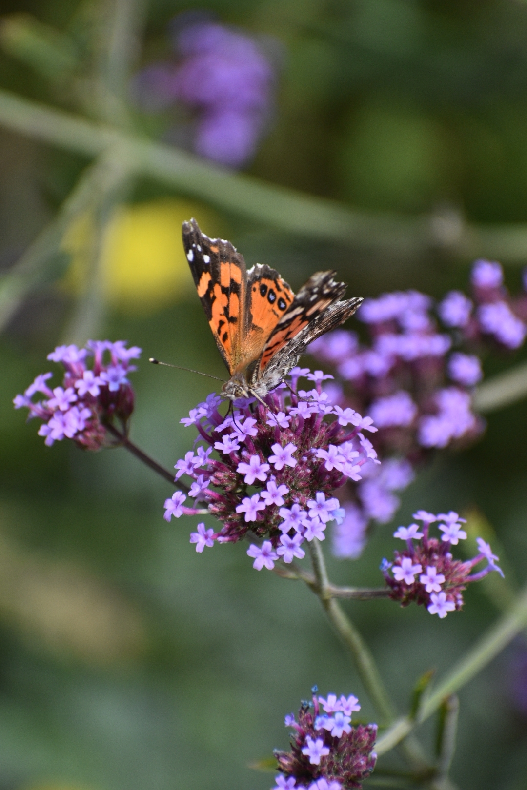 Vanessa carye (Hübner, 1812)