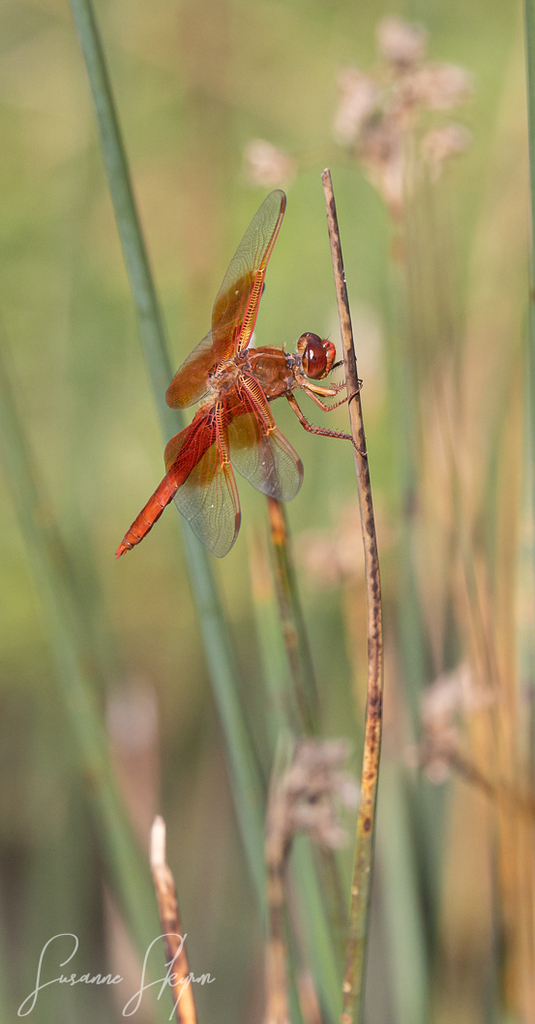 Flame Skimmer from South Dakota, USA on September 26, 2022 at 06:10 PM ...