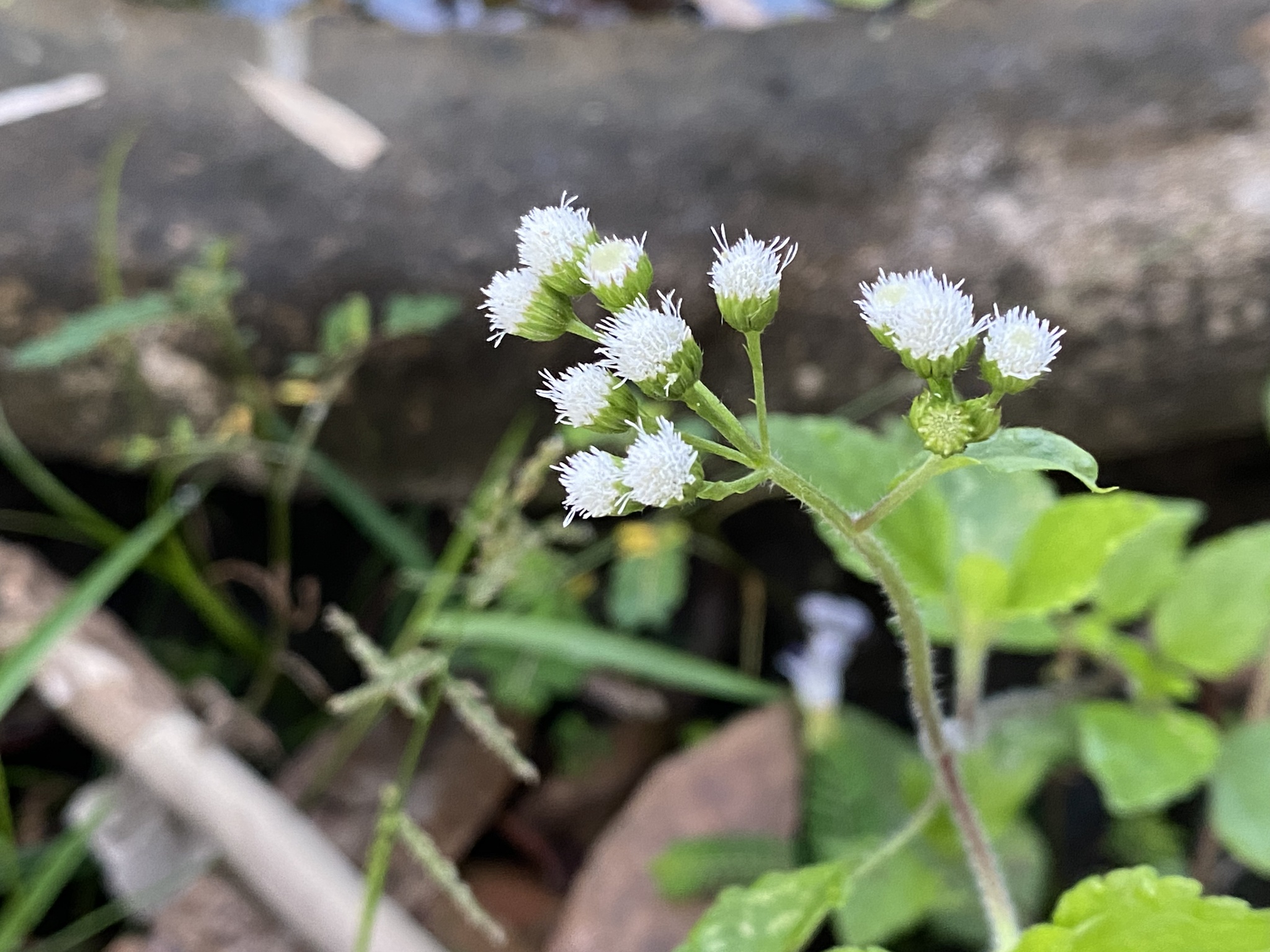 Ageratum conyzoides L.