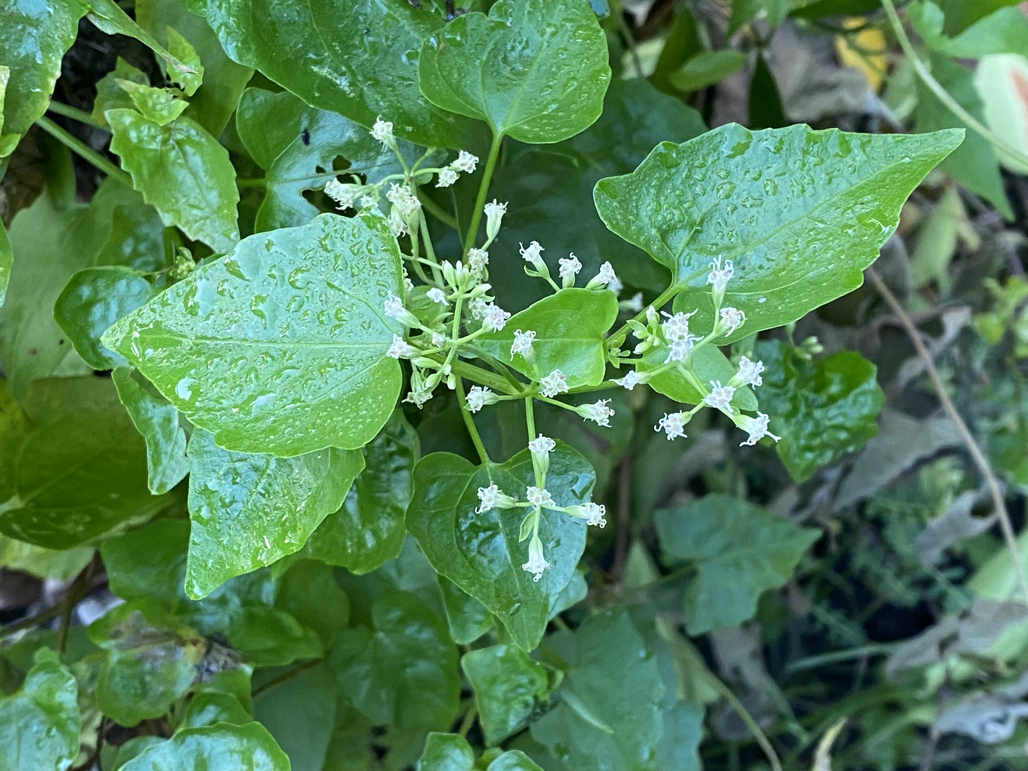 Mikania micrantha Kunth