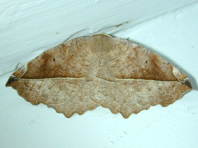 Curved-toothed Geometer Moth from Bedford Audubon Society, Katonah, NY ...