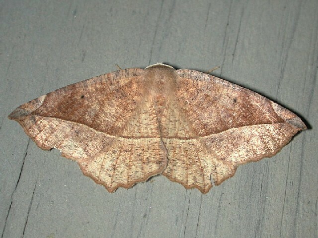 Curved-toothed Geometer Moth from Hubbard Pines, Litchfield, CT, USA on ...
