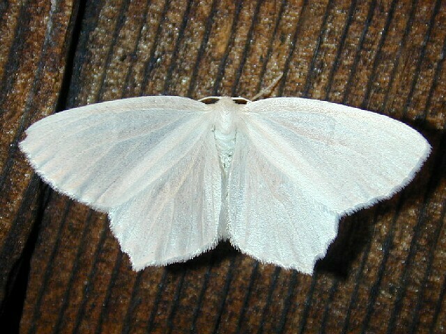 Snowy Geometer Moth from Bill Paterson Nature Center, Muttontown ...