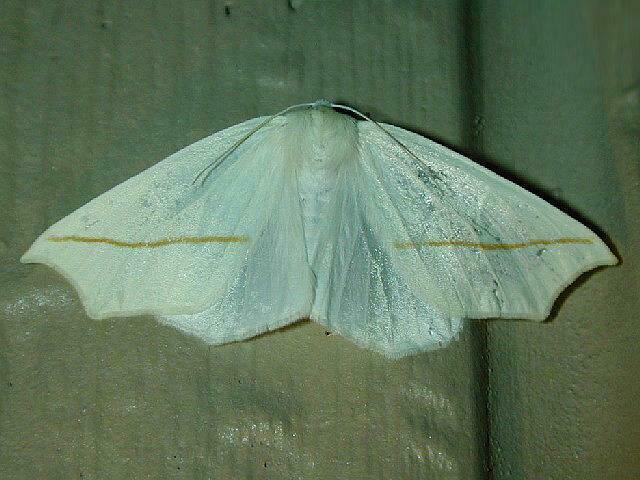 White Slant-line from Floyd Bennet Field, Brooklyn, NY, USA on June 23 ...