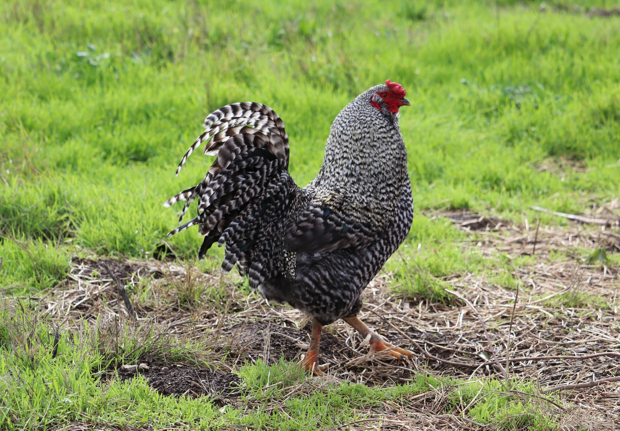 Gallus gallus f. domesticus