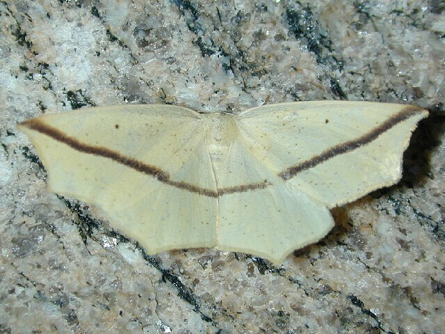 Yellow Slant-line from Ward Pound Ridge, Westchester County, NY, USA on ...