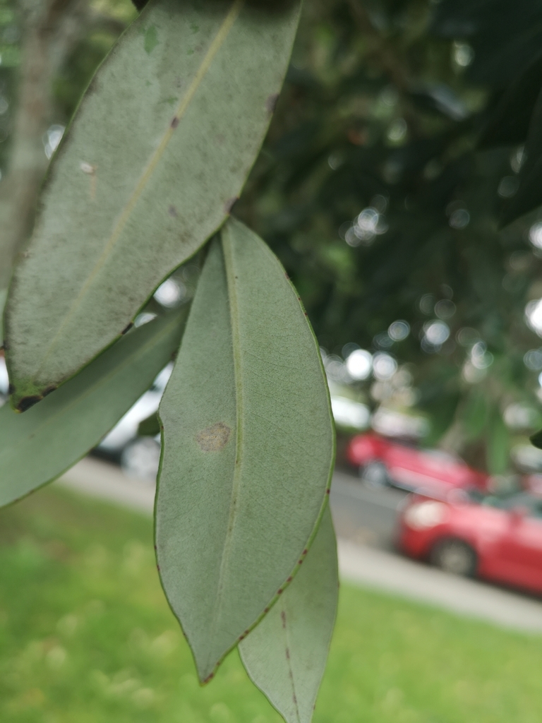 Myrtle Rust from Devonport Library, Devonport, Auckland 0624, New ...