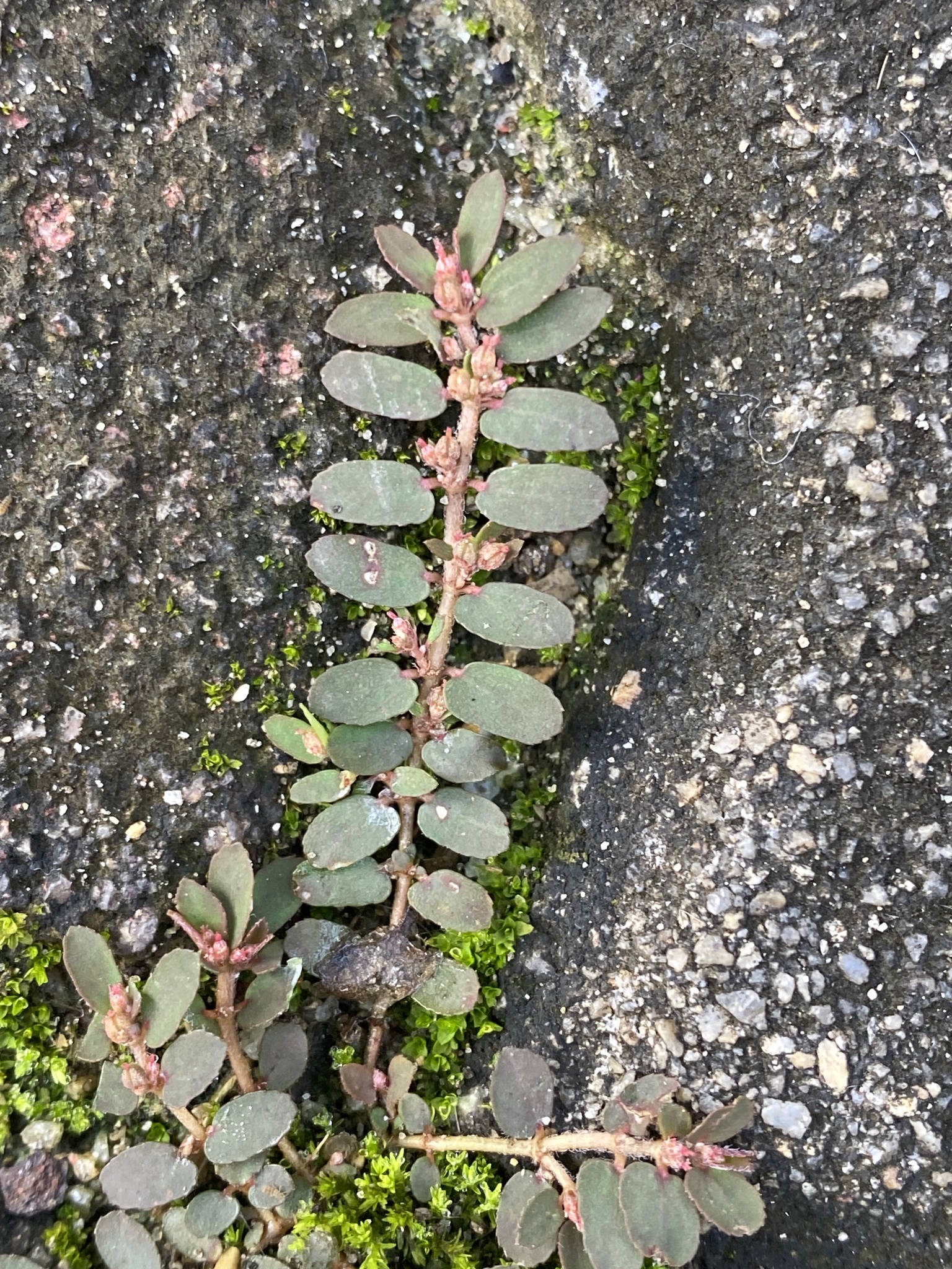 Euphorbia thymifolia L.
