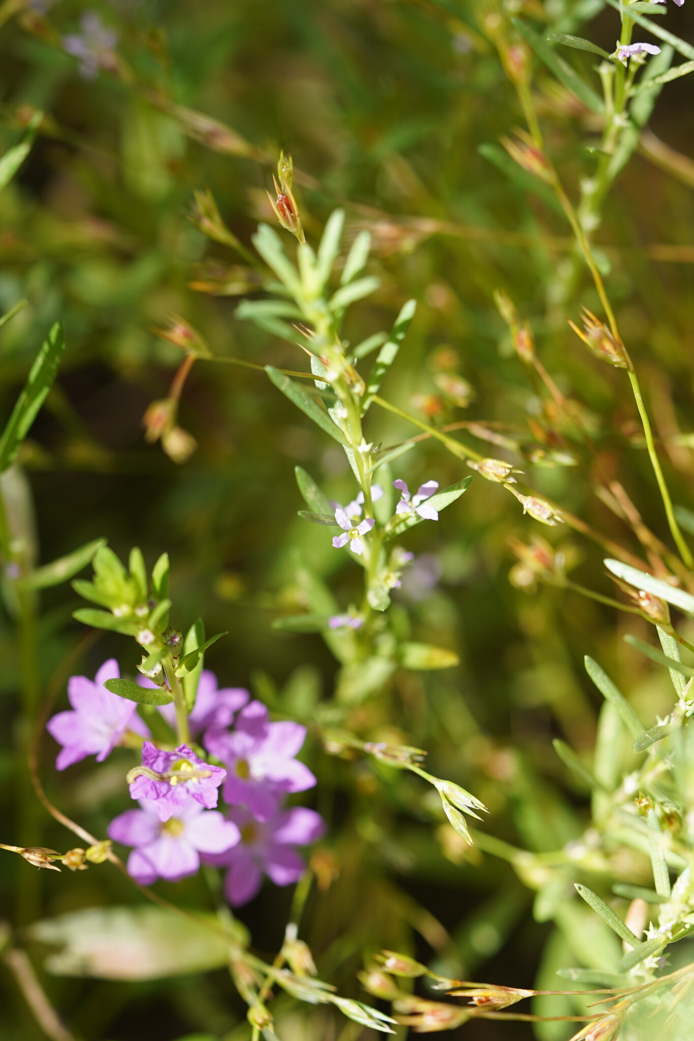 Lythrum hyssopifolia L.