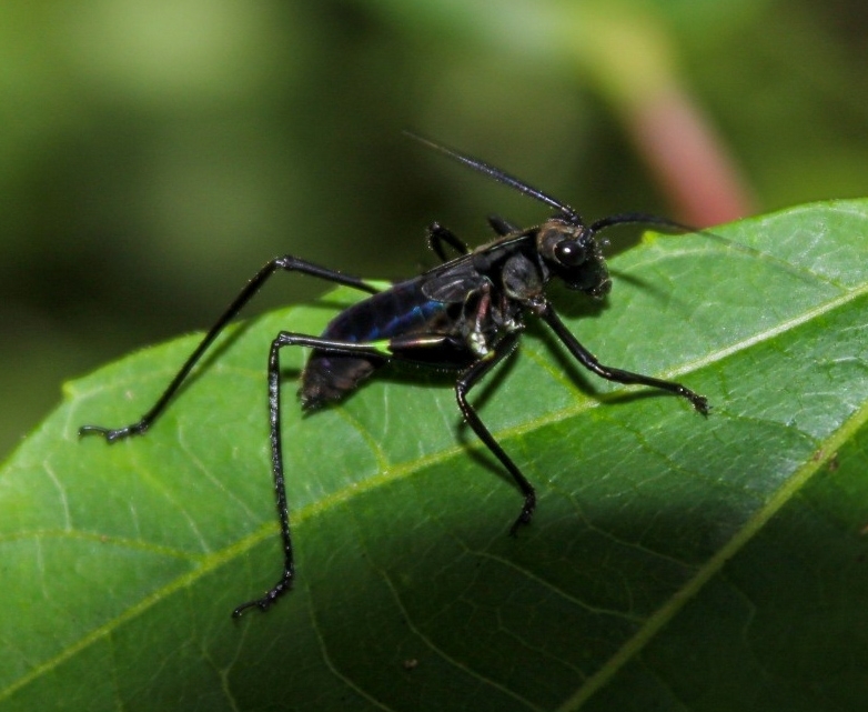 Scaphura nigra (Thunberg, 1824)