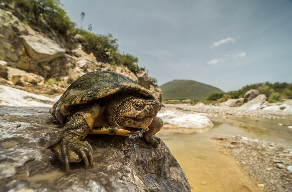 Tortuga pecho quebrado mexicana en julio 2018 por Cristian Olvera ...