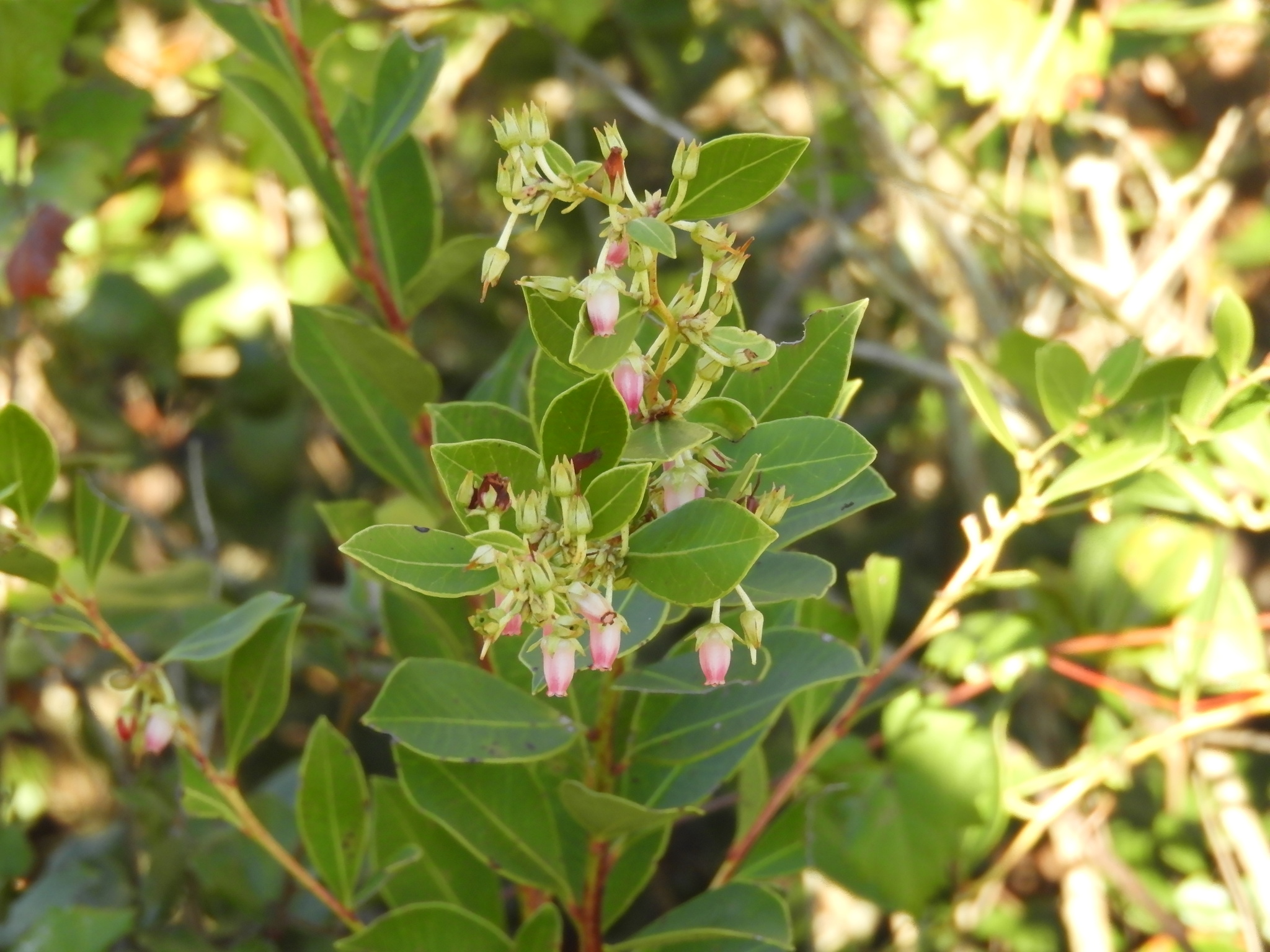 Lyonia lucida (Lam.) C.Koch