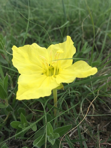 Hartweg's Sundrops (Calylophus hartwegii) · iNaturalist