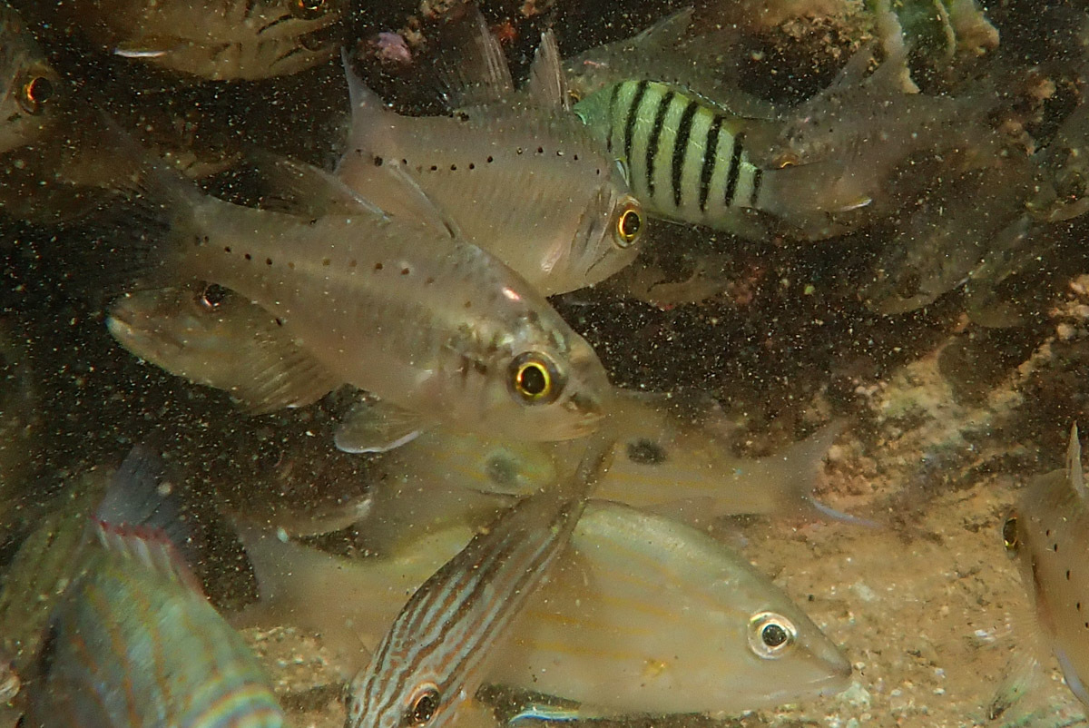 Apogonidae