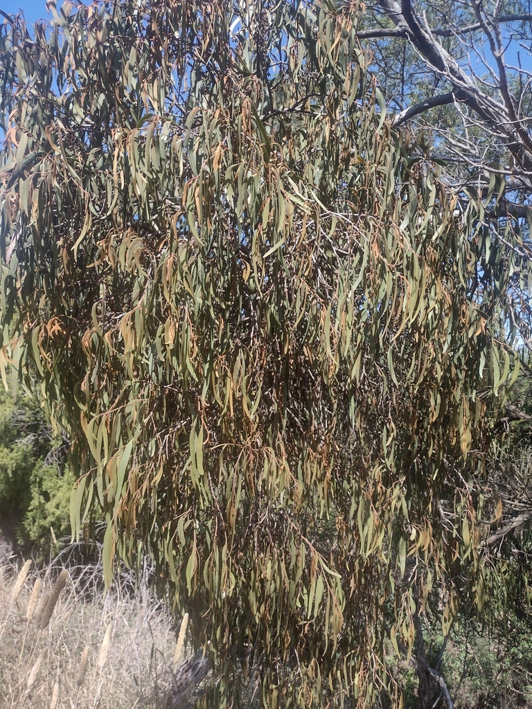 drooping mistletoe from Balnarring on January 17, 2023 at 11:20 AM by ...