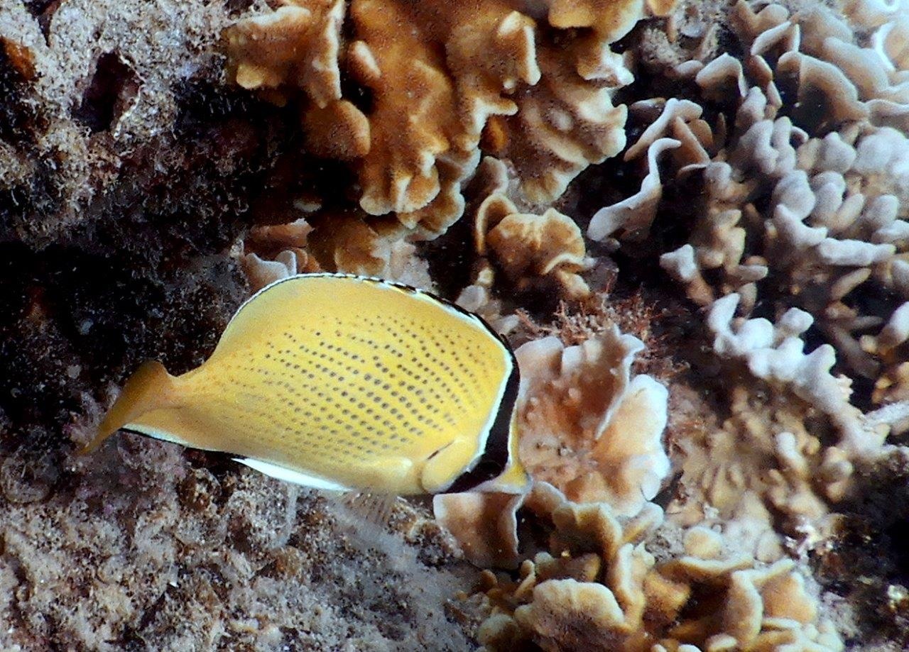 Chaetodon citrinellus Cuvier, 1831