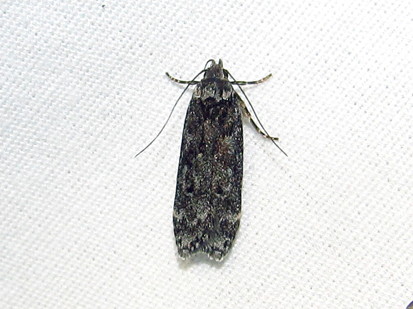 Pale-headed Aspen Leafroller Moth in July 2022 by ryanli. A private backyard moth night with ...