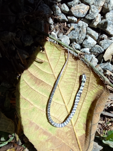 Neuwied's False Fer-de-lance (Xenodon neuwiedii) - Snakes and Lizards