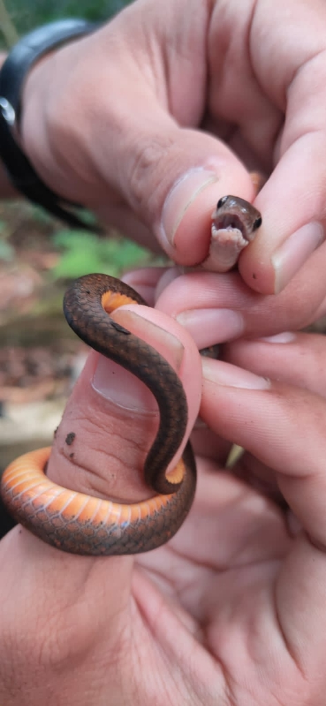 Snakes from Watesjaya, Cigombong, Bogor Regency, West Java, Indonesia ...