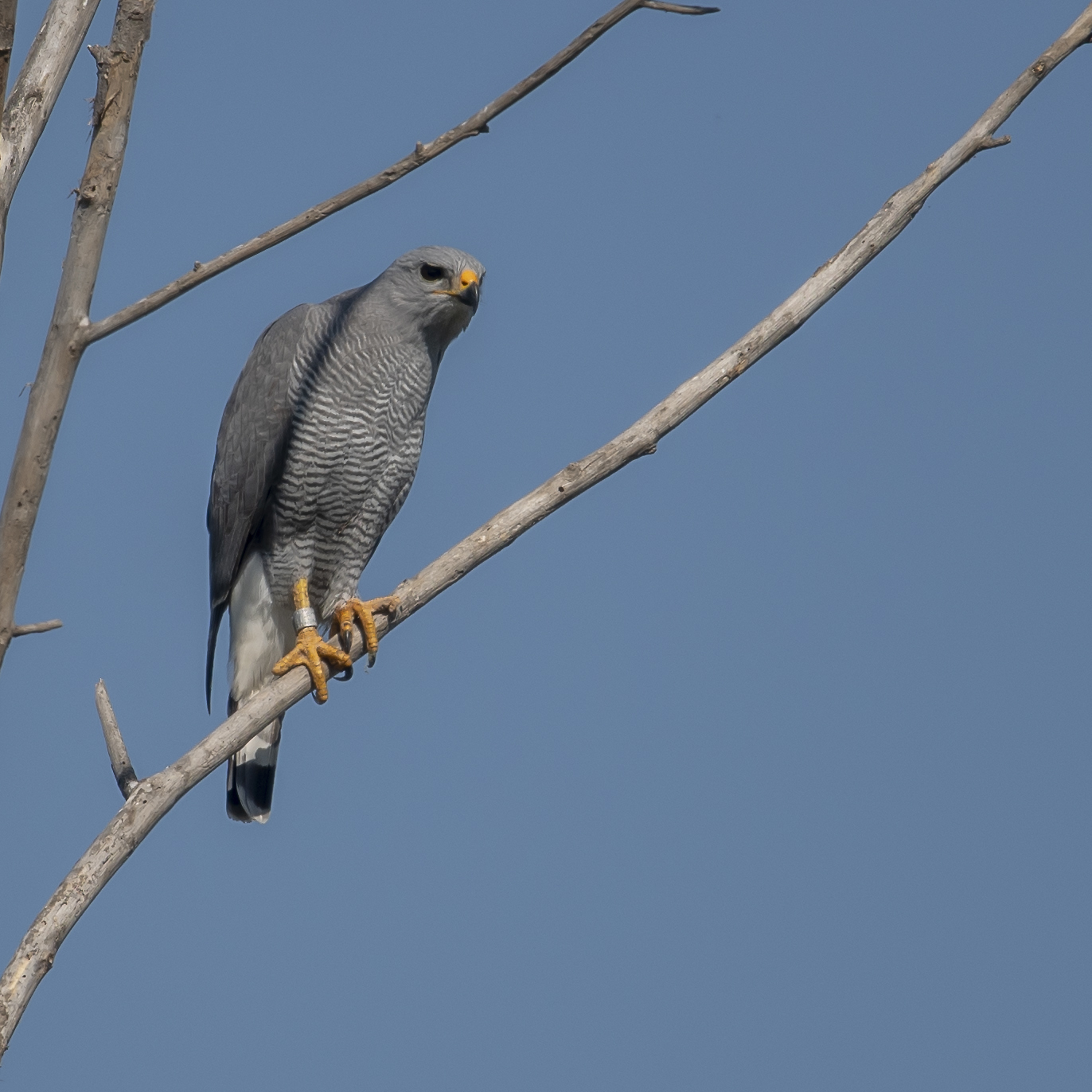 Buteo nitidus (Latham, 1790)