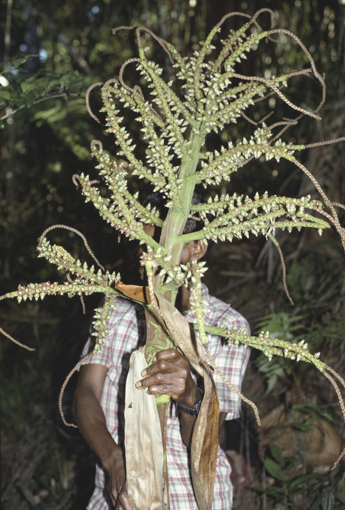 Masoala madagascariensis (Palms of Masoala National Park) · iNaturalist