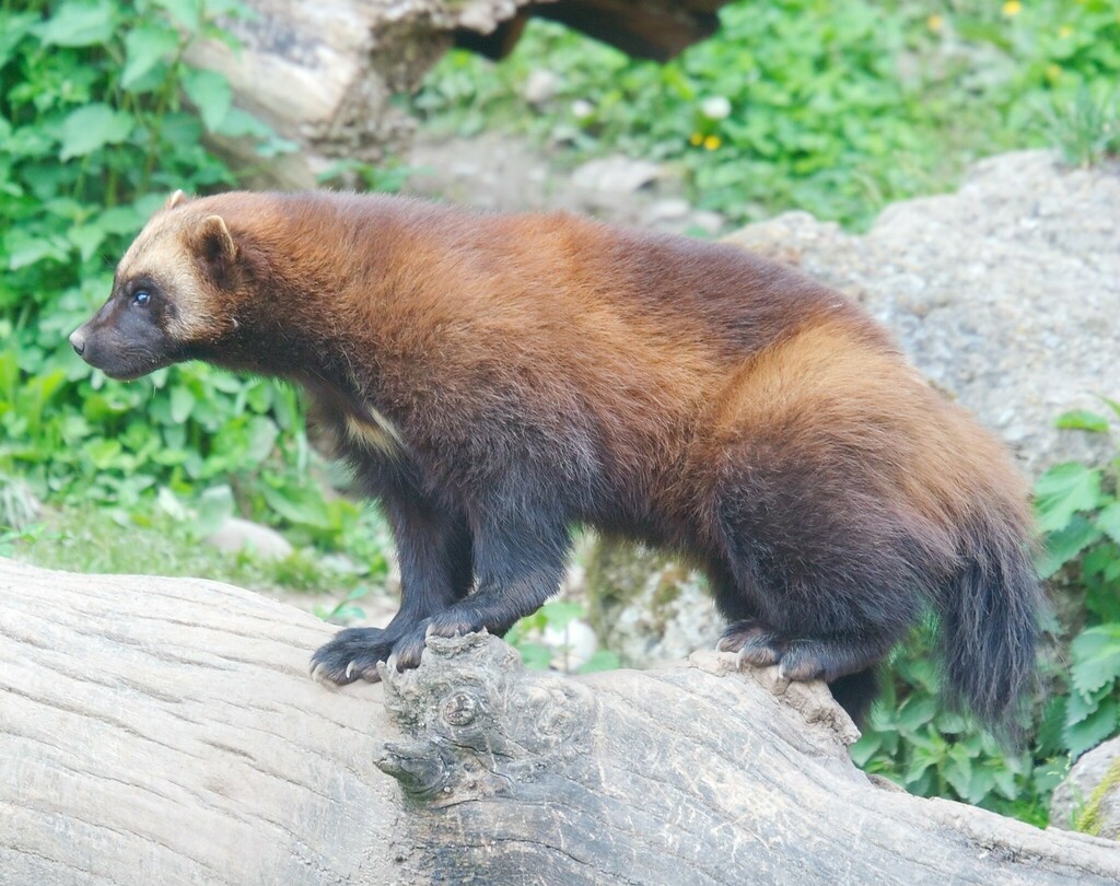 Wolverine (Gulo gulo) - Know Your Mammals