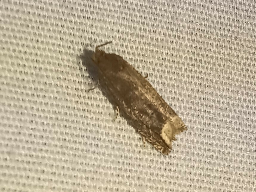 Ragweed Borer Moth from Jefferson, MD 21755, USA on June 2, 2022 at 12: ...