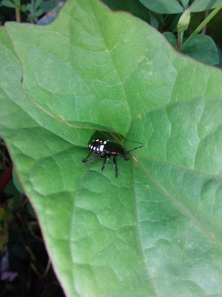 Southern Green Stink Bug from Flagstaff, Hamilton, New Zealand on ...