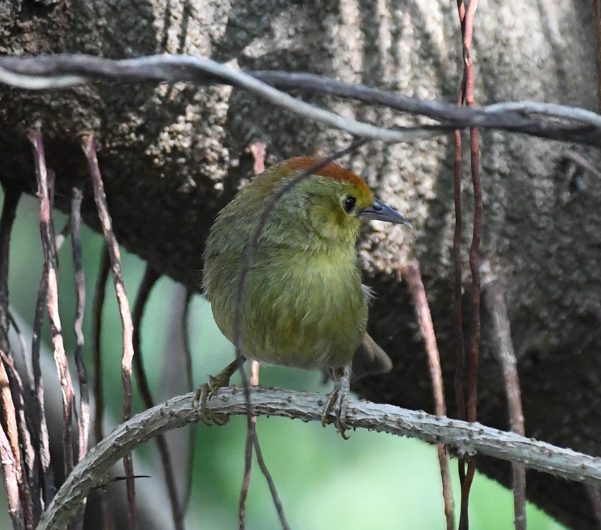 Stachyridopsis ruficeps (Blyth, 1847)