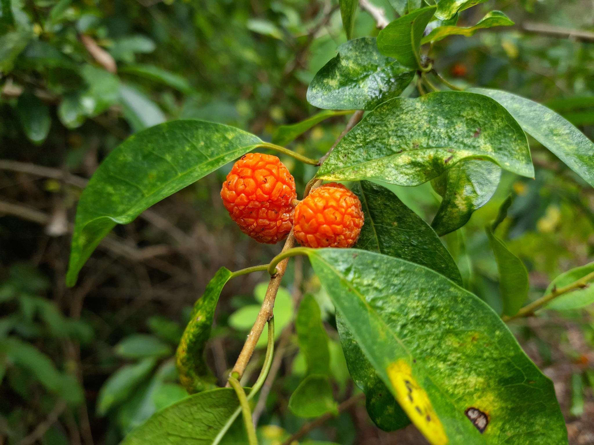 Maclura cochinchinensis (Lour.) Corner