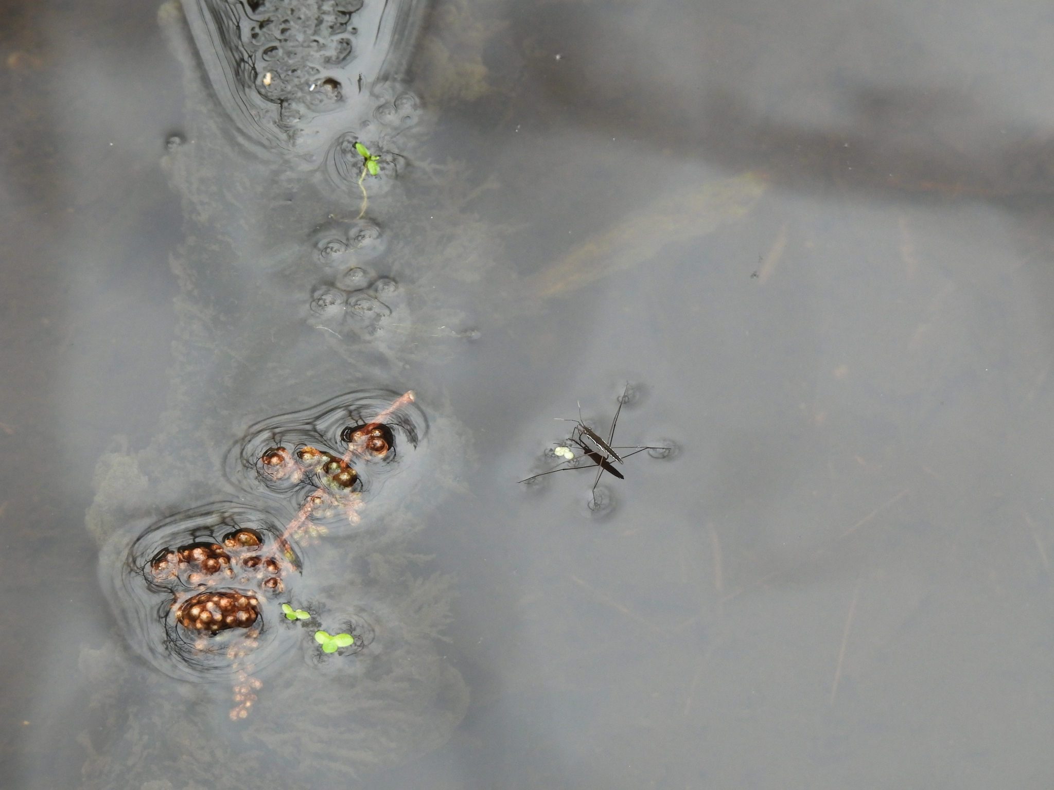 Gerridae